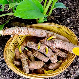 The Many Health Benefits of Turmeric - All's Well Health Shaklee Dist