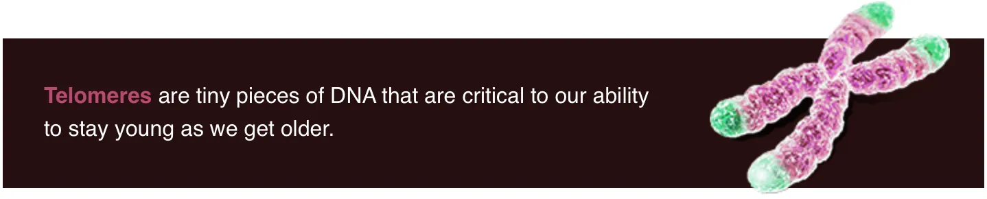 Telomeres – Key to Slowing Down Aging? - All's Well Health Shaklee Dist